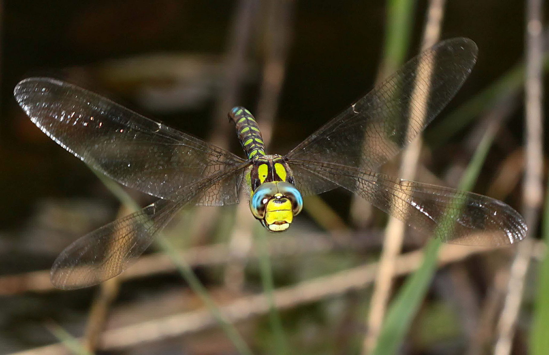 Libellen - waldschrat-online.de - Libellen