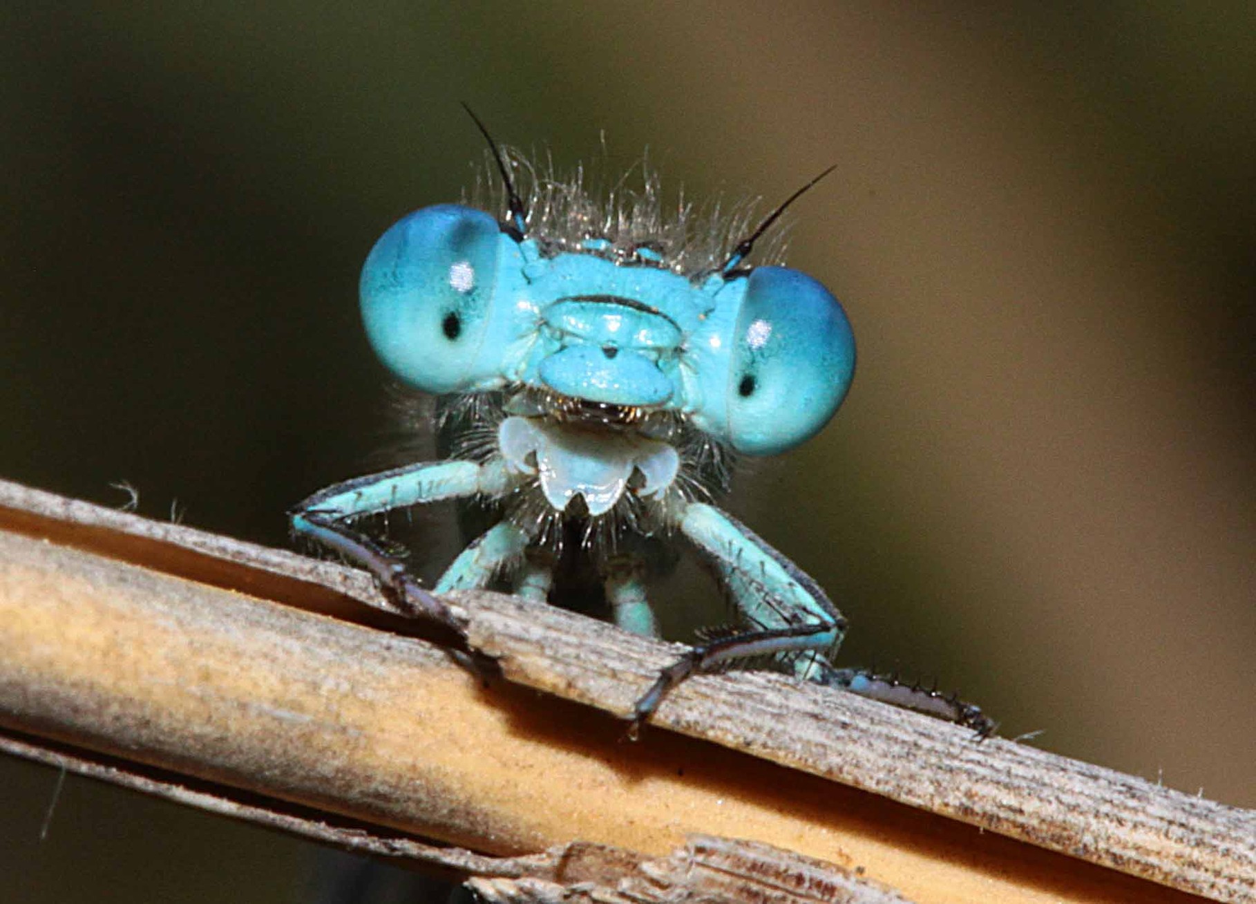 Libellen - Kleinlibellen - waldschrat-online.de - Libellen