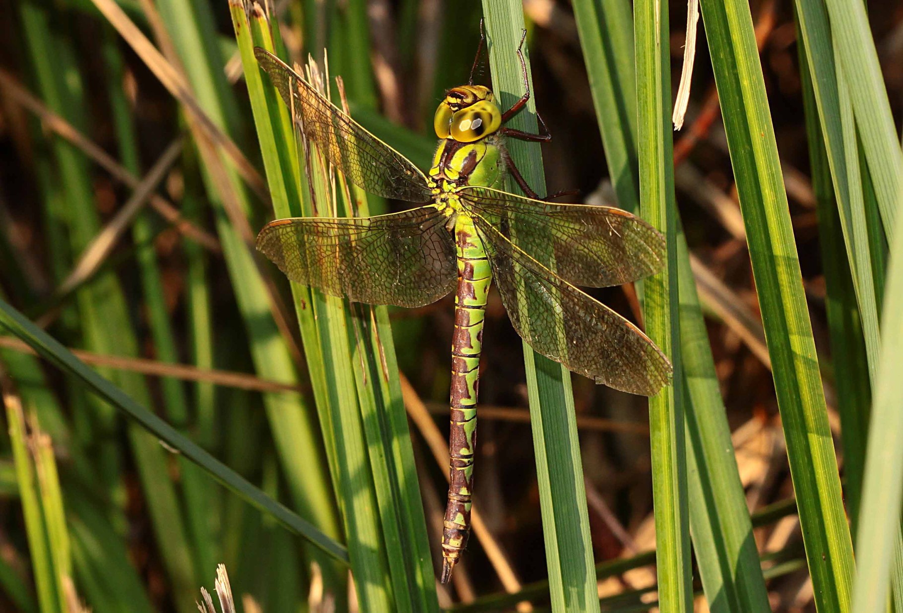 Libellen - Grüne-Mosaikjungfer - waldschrat-online.de - Libellen