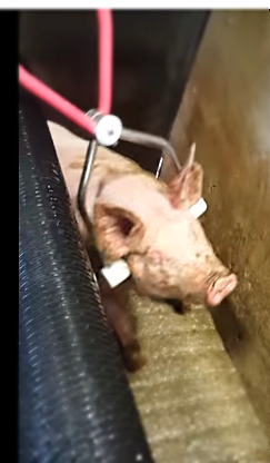 TBG 100 Hog Stunner Evaluation - Mark Schad Online