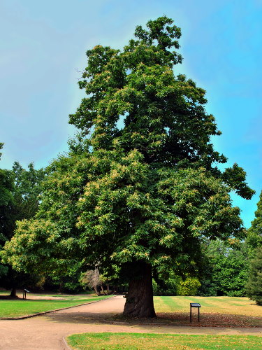 Castanea sativa, Edelkastanie, Qualitäts Forstpflanzen - Paulownia ...