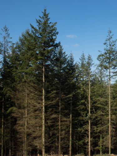 Douglasie | Container | Forstpflanzen - Paulownia Baumschule Schröder