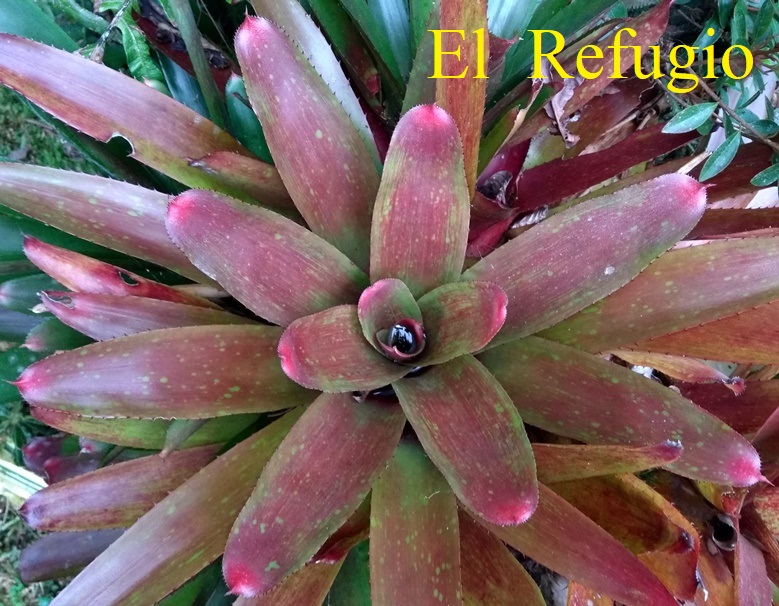 Bromeliaceae (BROMELIAS) - Página web de elrefugionatura