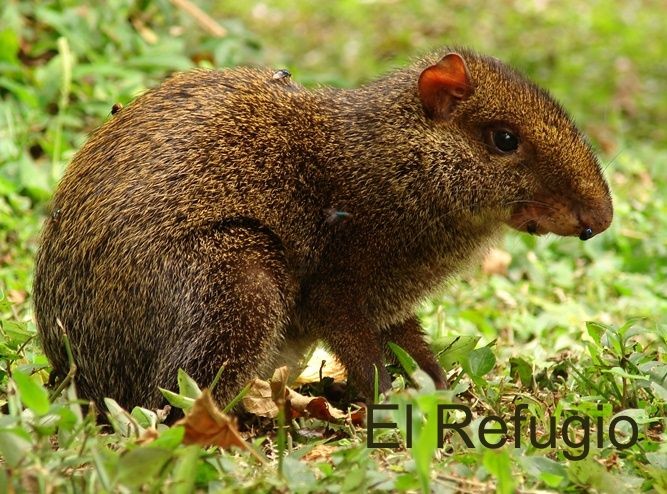 Animals - Página web de elrefugionatura