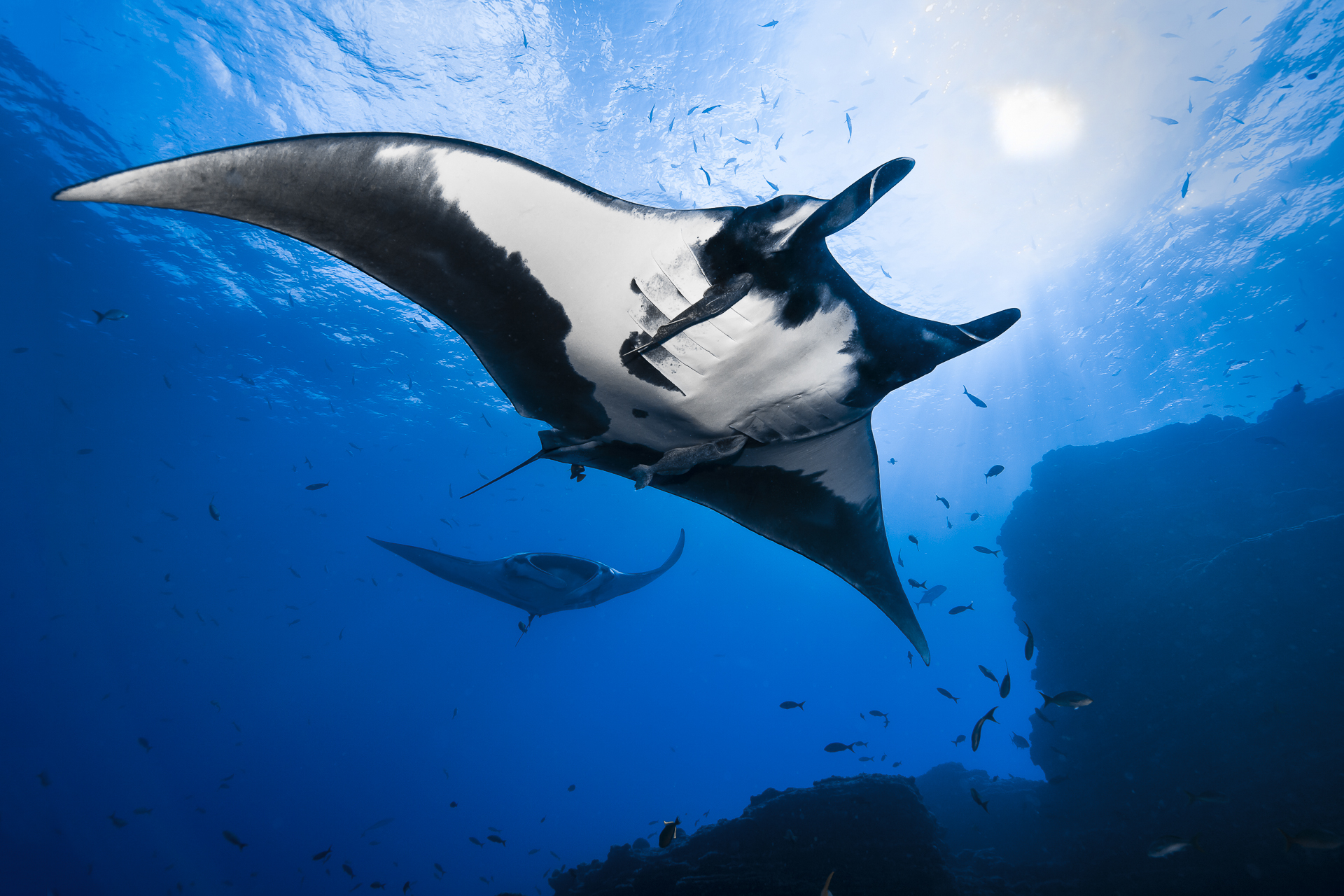 Underwater Wildlife Photography - Barbara Moll