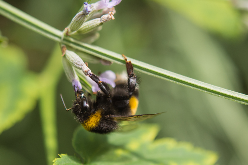 Fleißige Bienen und Hummeln - Barbara Moll