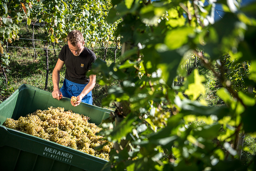 Echte Perlen brauchen Zeit - der Brut Riserva 36 der Kellerei Meran! - Kellerei Meran - Gourmet ...