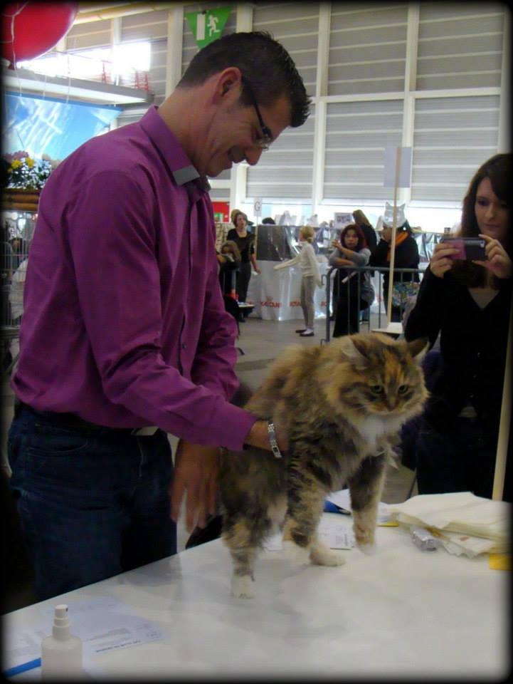 Genève en Suisse les 2 & 3/11/13 - Chatterie Darlatopolsky : chats ...