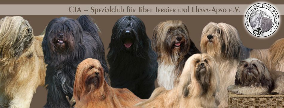 ctaonline.de Spezialclub für Tibet Terrier und Lhasa Apso - Spezialclub ...