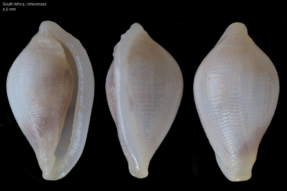 Ovulidae - Naturfoto Ingo Kurtz