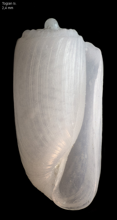 Retusidae - Naturfoto Ingo Kurtz