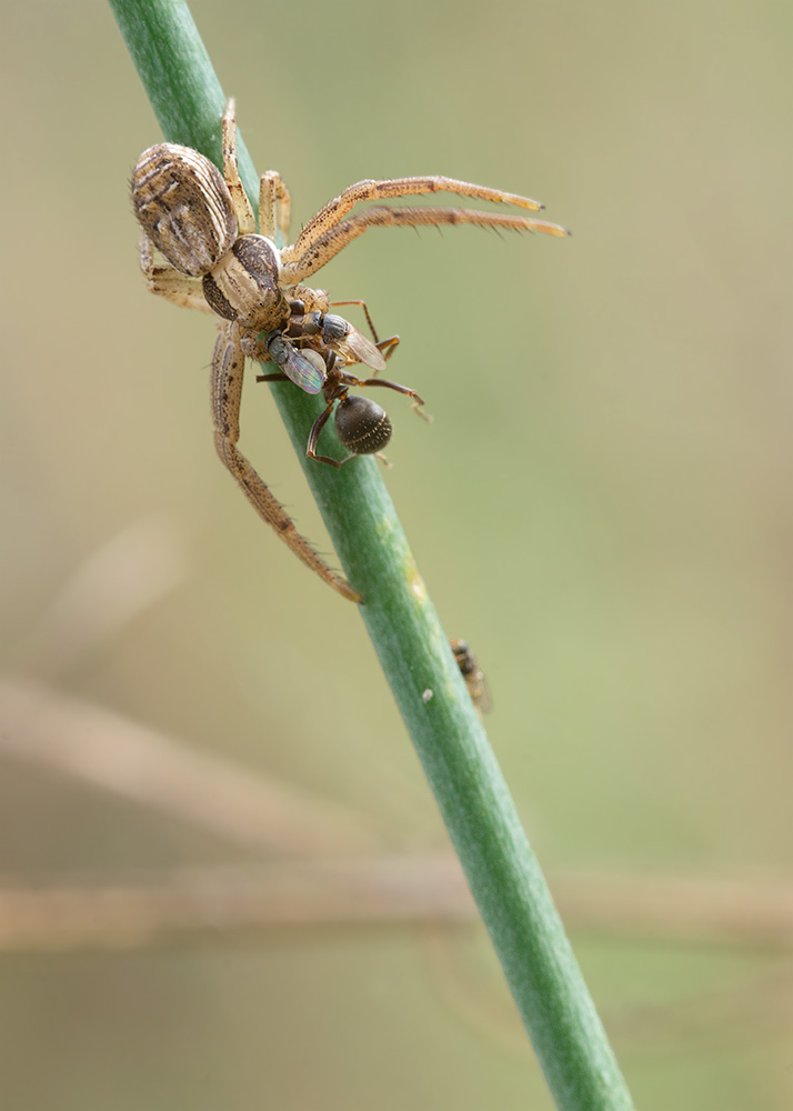 Spinnentiere - Naturfoto Ingo Kurtz