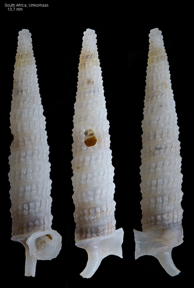 Newtoniellidae - Naturfoto Ingo Kurtz