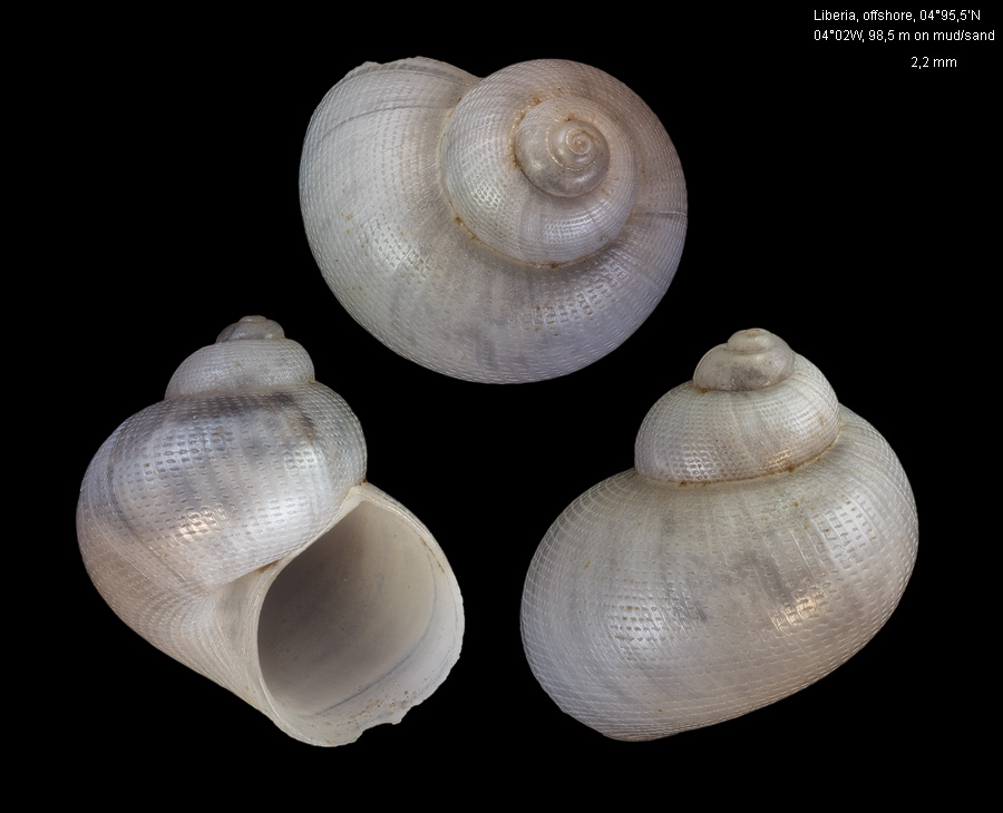 Elachisinidae - Naturfoto Ingo Kurtz