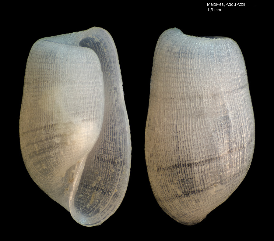 Retusidae - Naturfoto Ingo Kurtz