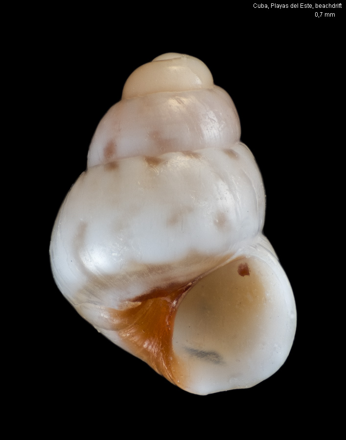 Cingulopsidae - Naturfoto Ingo Kurtz