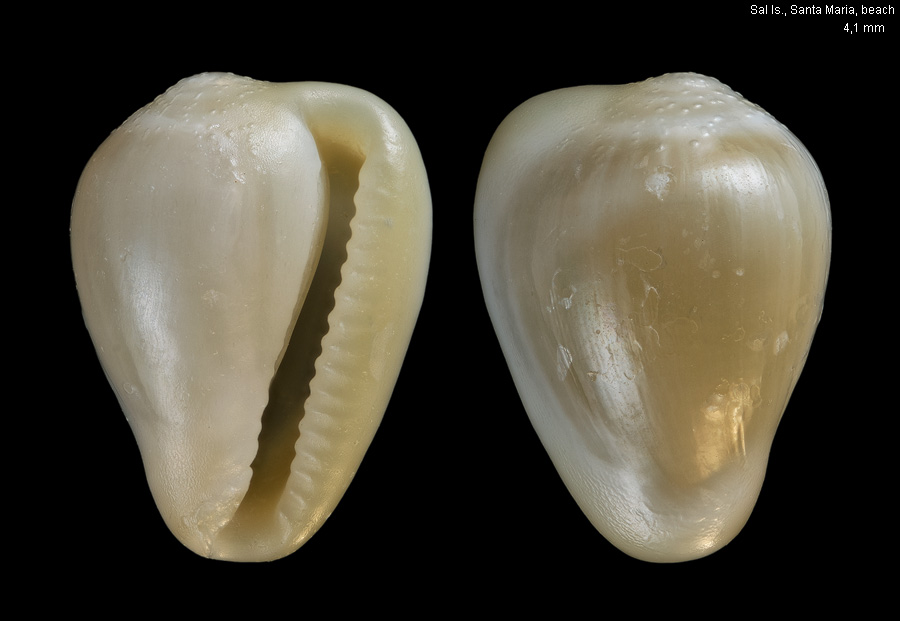 Eratoidae - Naturfoto Ingo Kurtz