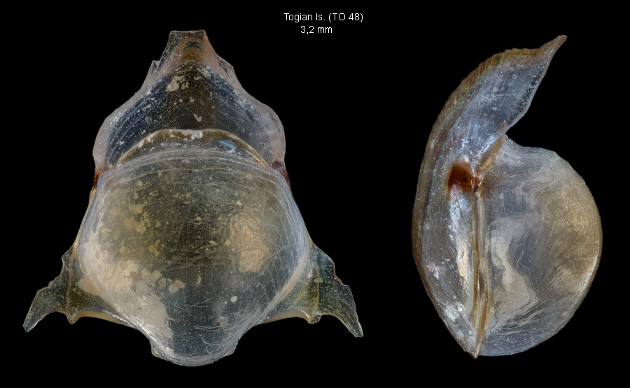 Cavoliniidae - Naturfoto Ingo Kurtz