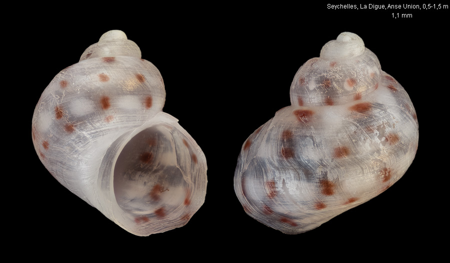 Phasianellidae - Naturfoto Ingo Kurtz