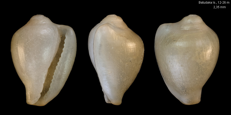 Eratoidae - Naturfoto Ingo Kurtz