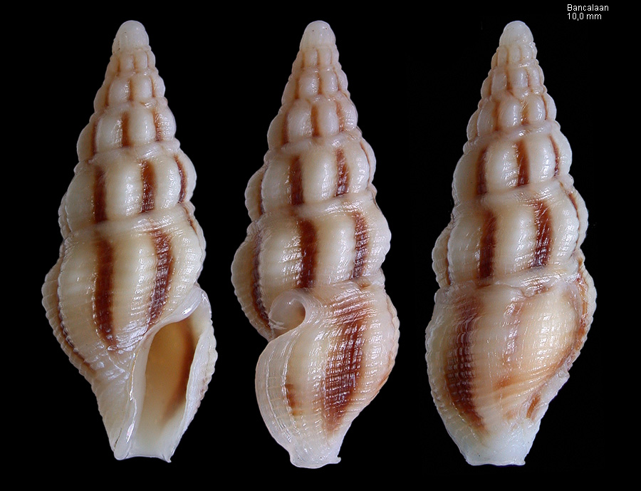 Conoidea - Pseudomelatomidae - Naturfoto Ingo Kurtz