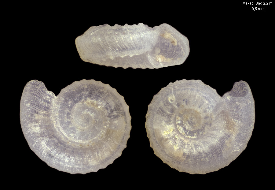 Orbitestellidae - Naturfoto Ingo Kurtz