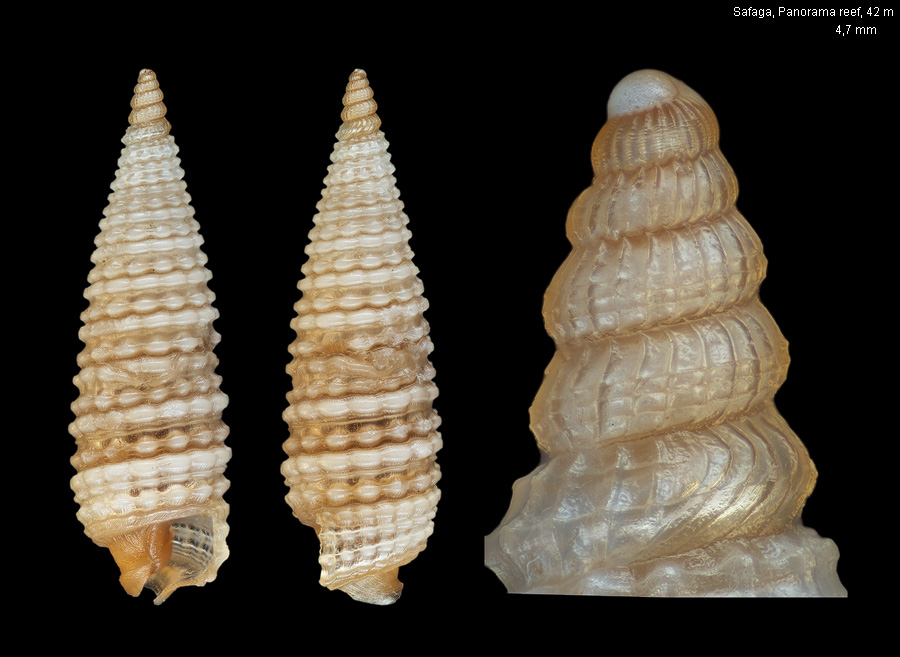 Newtoniellidae - Naturfoto Ingo Kurtz