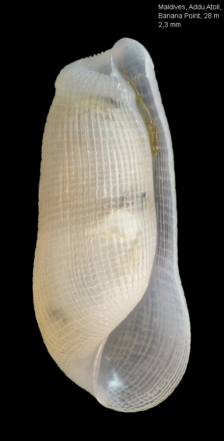 Retusidae - Naturfoto Ingo Kurtz