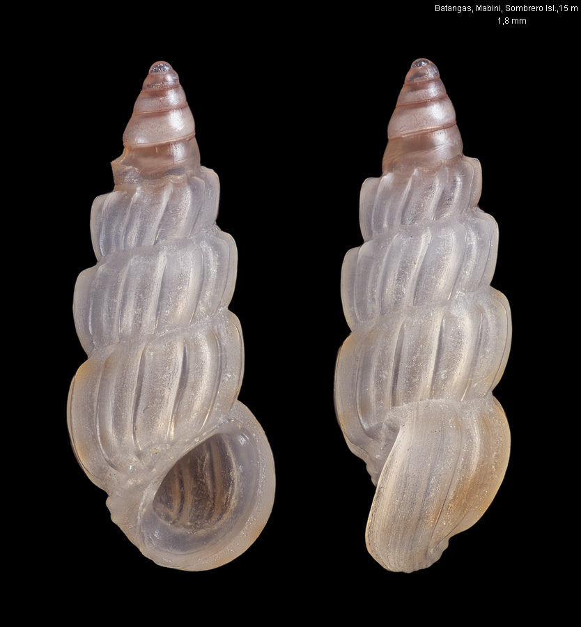 Zebinidae - Naturfoto Ingo Kurtz