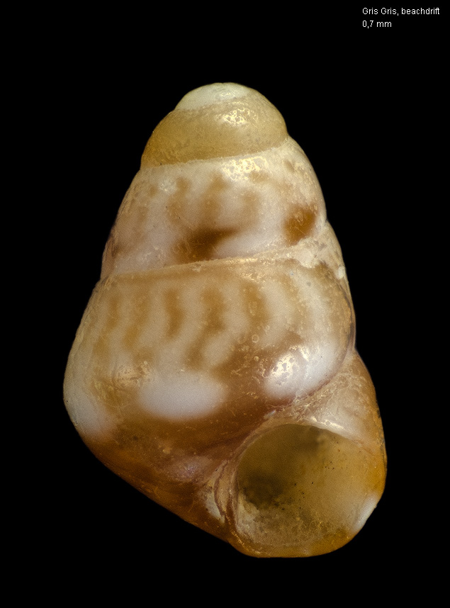 Cingulopsidae - Naturfoto Ingo Kurtz