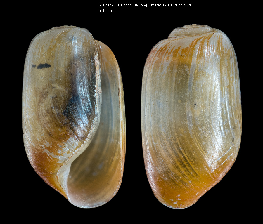 Retusidae - Naturfoto Ingo Kurtz