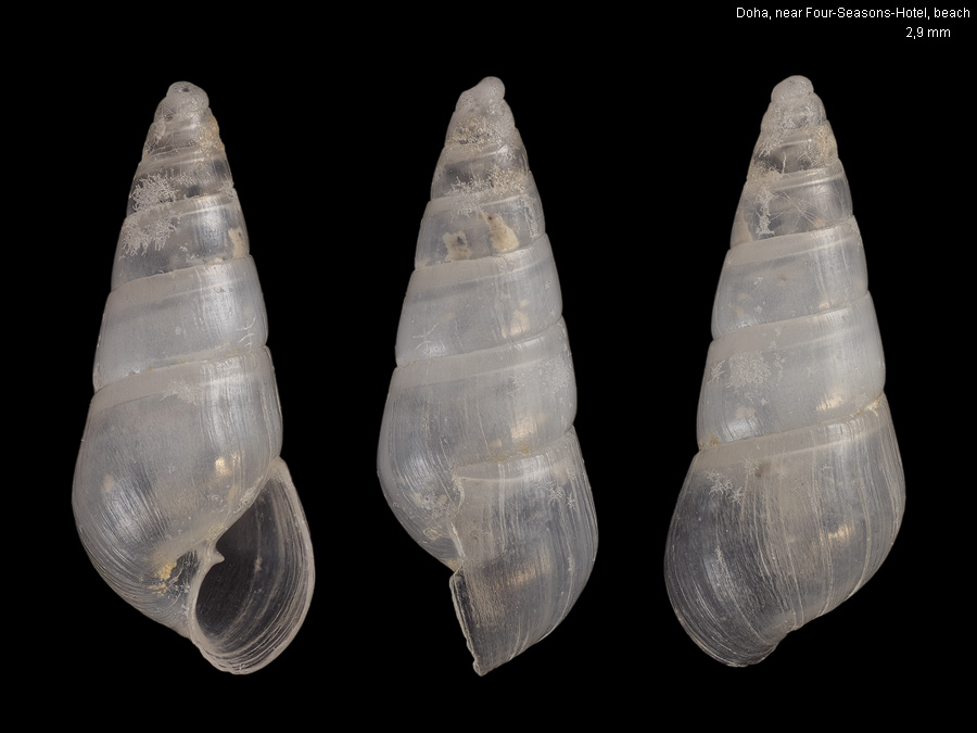 Pyramidellidae - Megastomia, Odostomia, Odostomella - Naturfoto Ingo Kurtz
