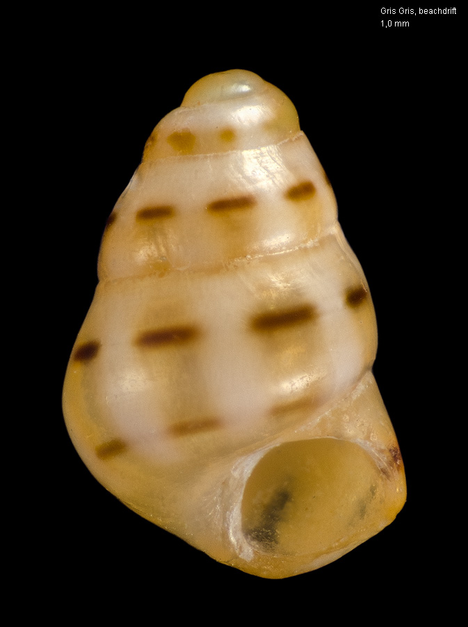 Cingulopsidae - Naturfoto Ingo Kurtz