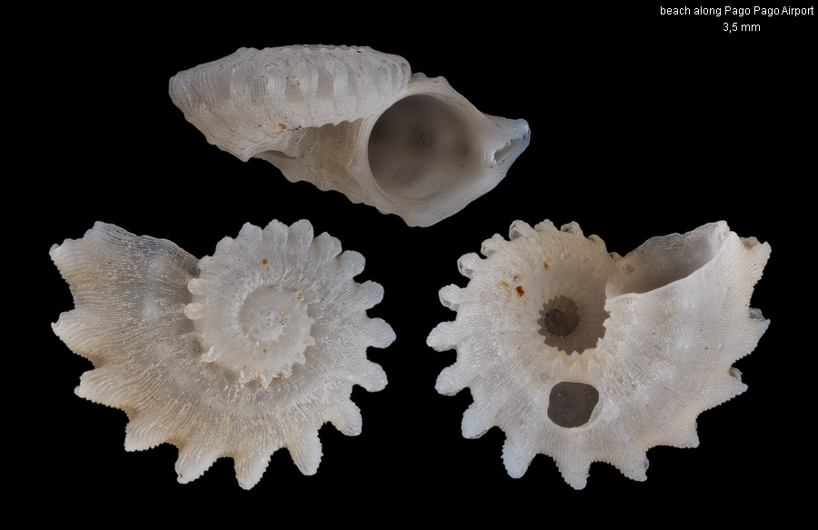 Liotiidae - Naturfoto Ingo Kurtz