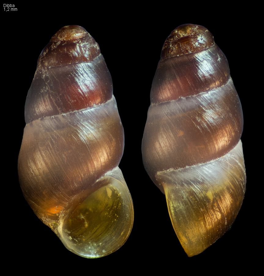 Barleeidae - Naturfoto Ingo Kurtz