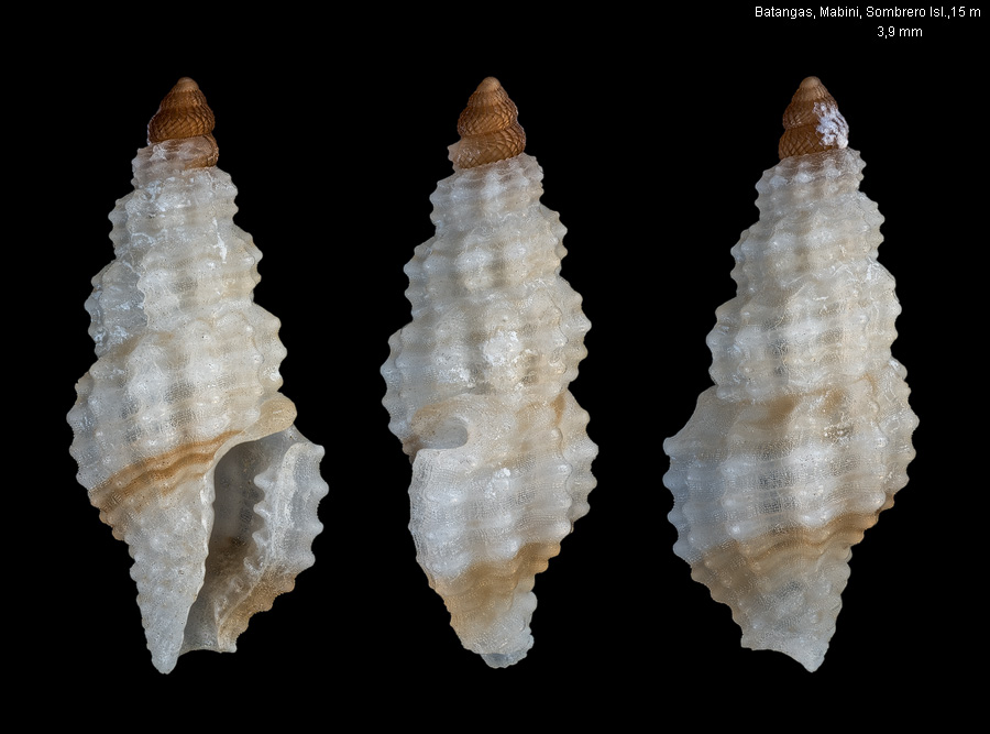 Conoidea - Raphitomidae - Naturfoto Ingo Kurtz