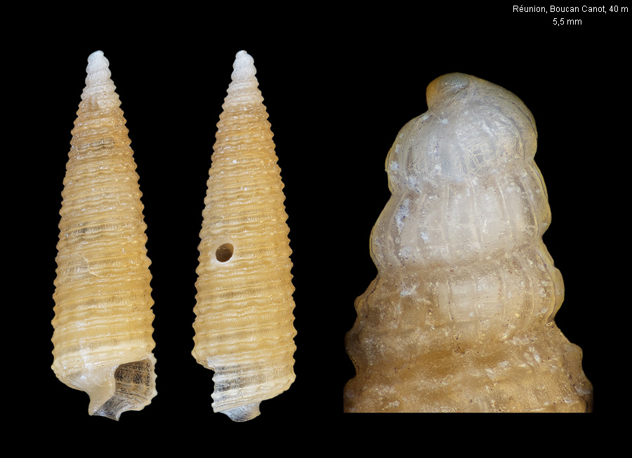 Newtoniellidae - Naturfoto Ingo Kurtz