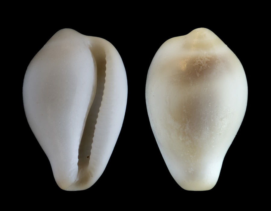 Eratoidae - Naturfoto Ingo Kurtz