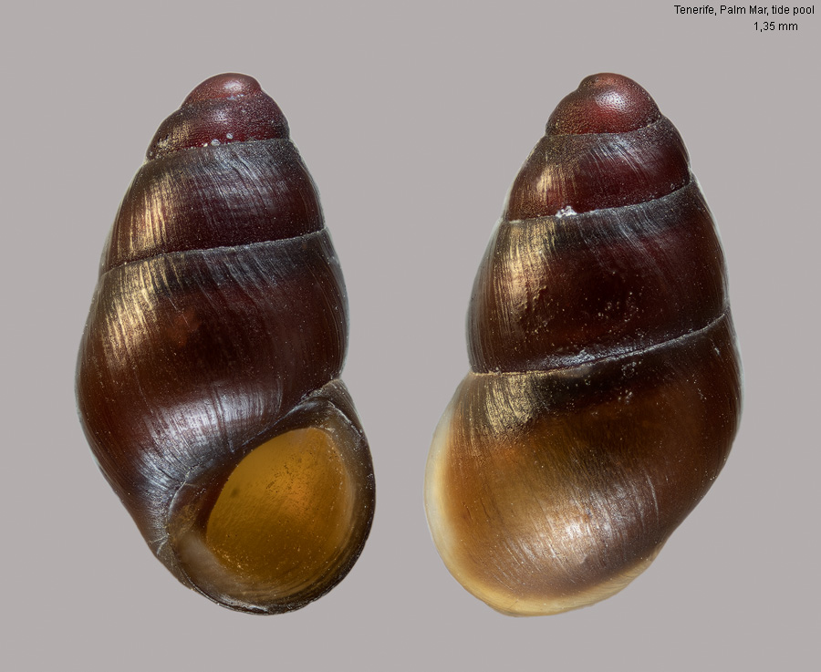 Anabathridae - Naturfoto Ingo Kurtz