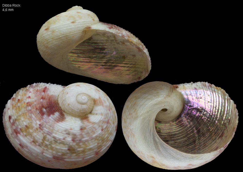 Stomatellinae - Naturfoto Ingo Kurtz