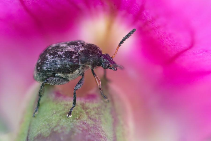 Bruchidae (Samenkäfer) - Naturfoto Ingo Kurtz