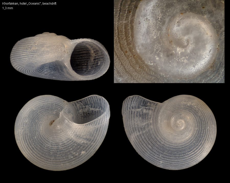 Liotiidae - Naturfoto Ingo Kurtz