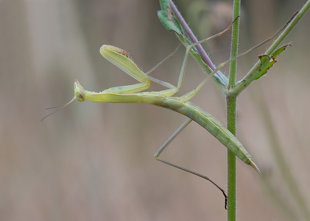 Fangschrecken - Naturfoto Ingo Kurtz