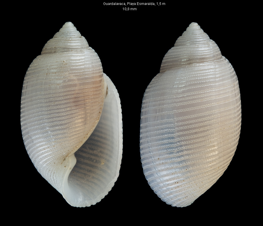 Acteonidae - Naturfoto Ingo Kurtz