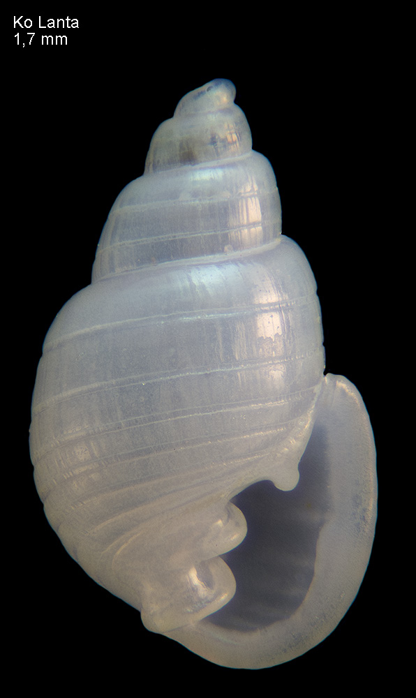 Ringiculidae - Naturfoto Ingo Kurtz