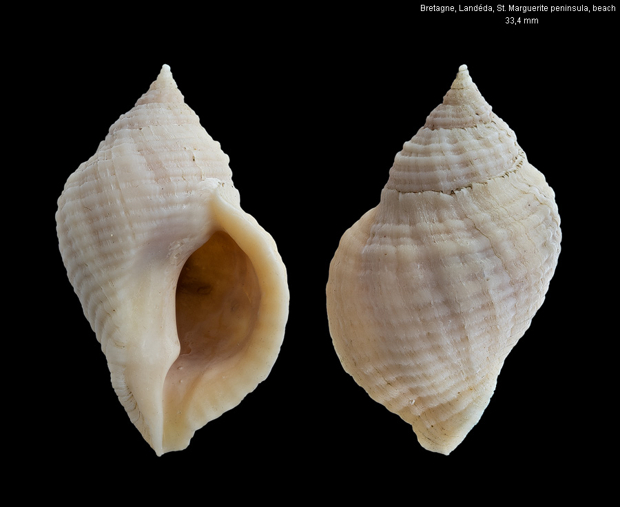 Muricidae - Naturfoto Ingo Kurtz