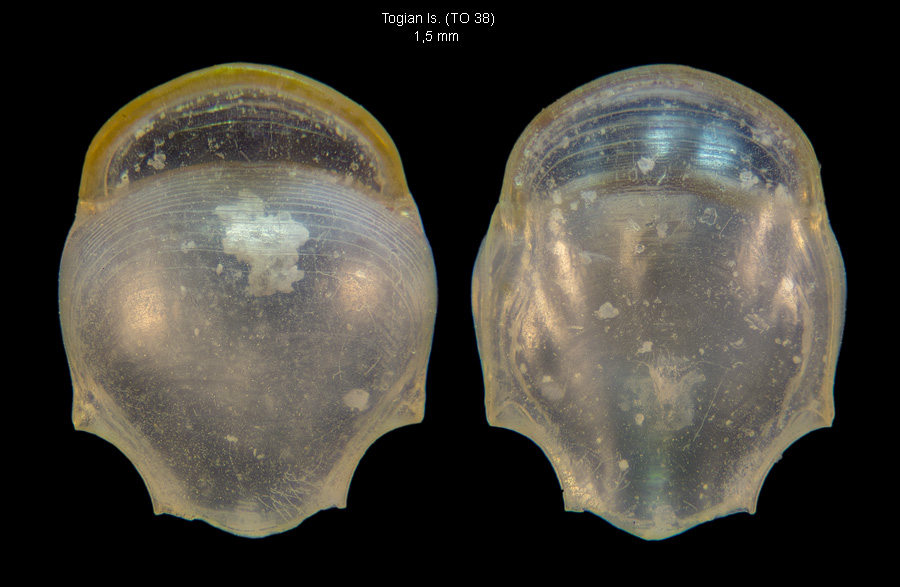 Cavoliniidae - Naturfoto Ingo Kurtz