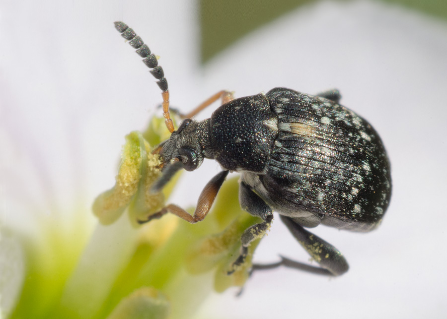 Bruchidae (Samenkäfer) - Naturfoto Ingo Kurtz