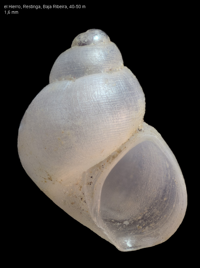 Elachisinidae - Naturfoto Ingo Kurtz