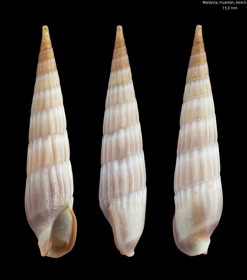 Terebridae - Naturfoto Ingo Kurtz